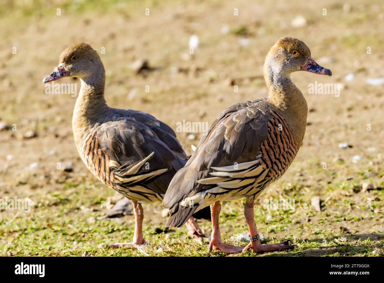 two plumed whistling ducks (Dendrocygna eytoni) standing together Stock ...