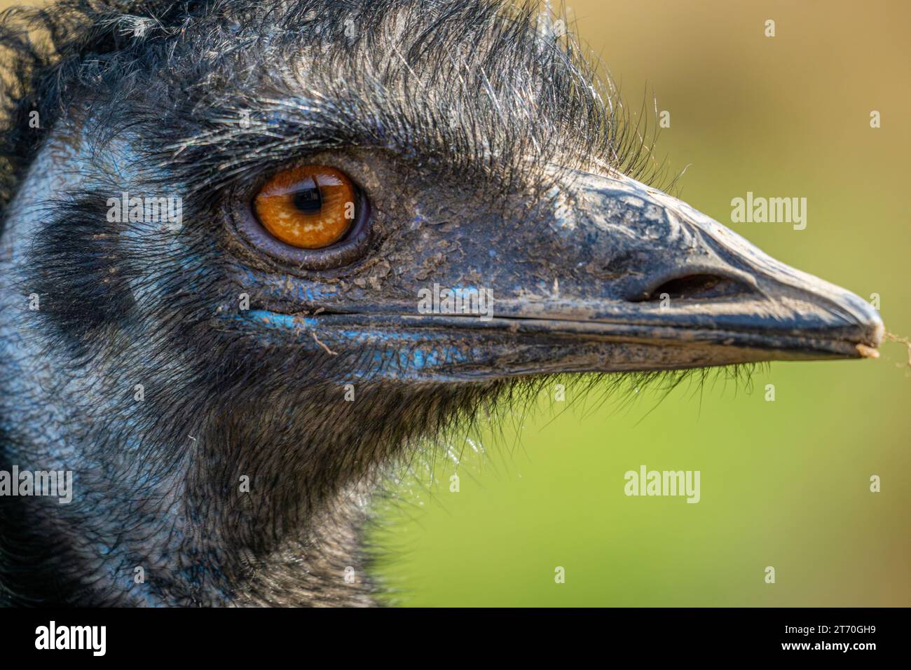Emu Dromaius Head close up isolated Stock Photo - Alamy