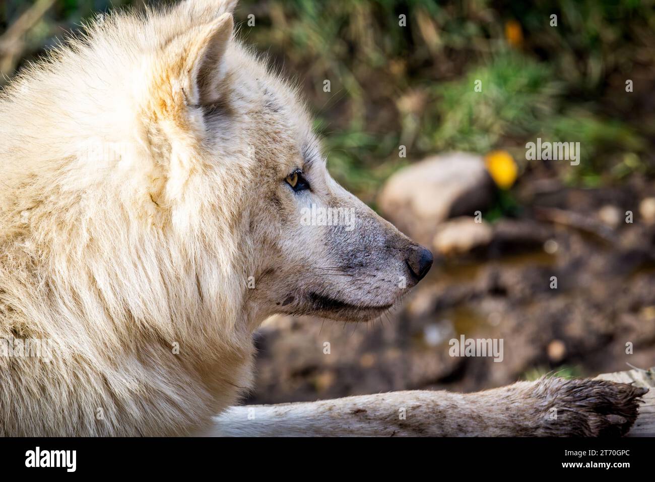 Close up of Head Arctic wolf (Canis lupus arctos) on grass in Nature ...