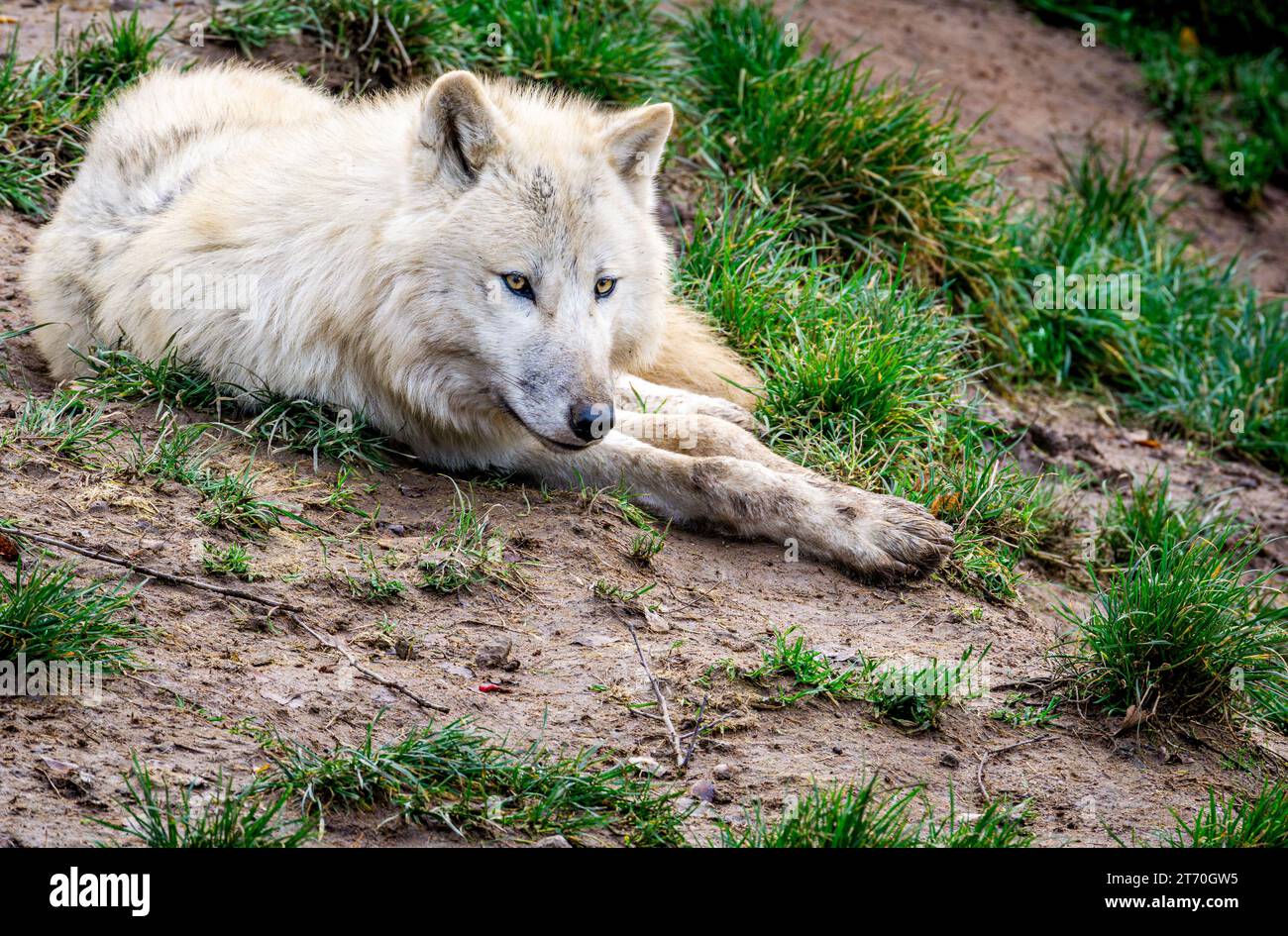 Arctic wolf (Canis lupus arctos) resting on grass in Nature park Stock ...