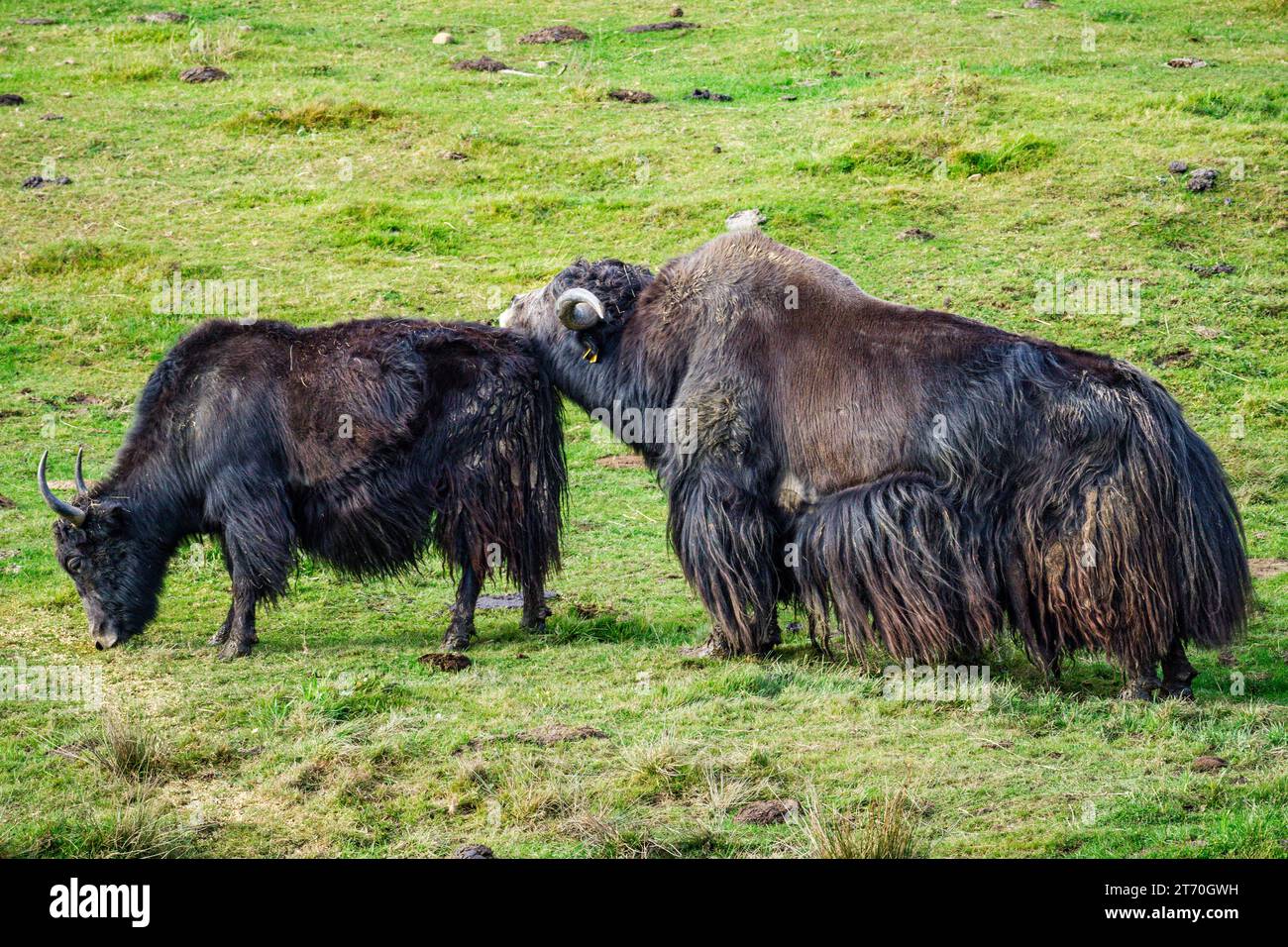 Tibetan black yak grazing hi-res stock photography and images - Alamy
