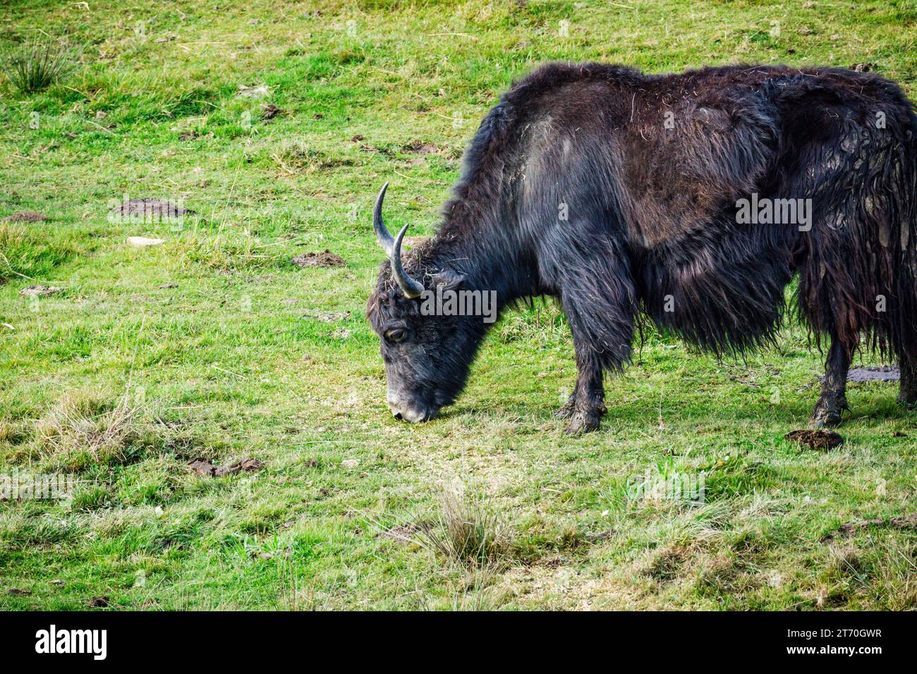Two wild yaks (Bos mutus) on grazing grass background copy-space Stock ...