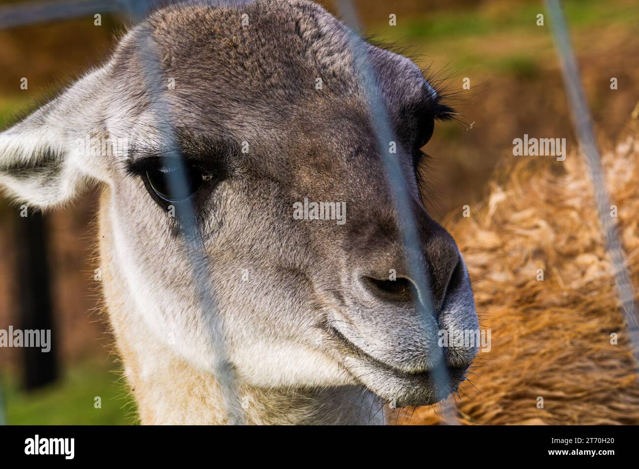Close up on Lama face behind cage in park zoo captivity Stock Photo - Alamy