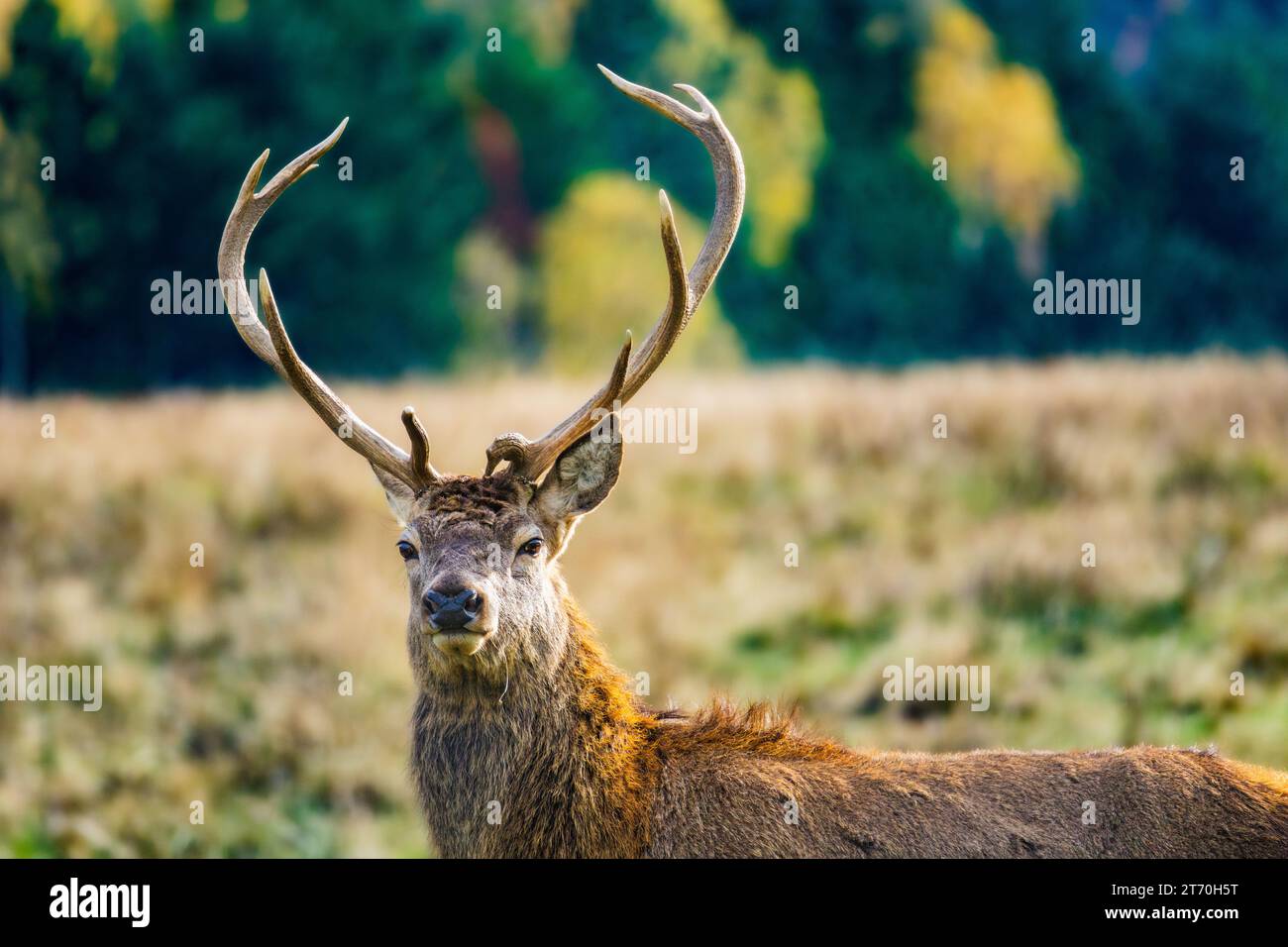 Majestic deer in the woods side profile Stock Photo - Alamy