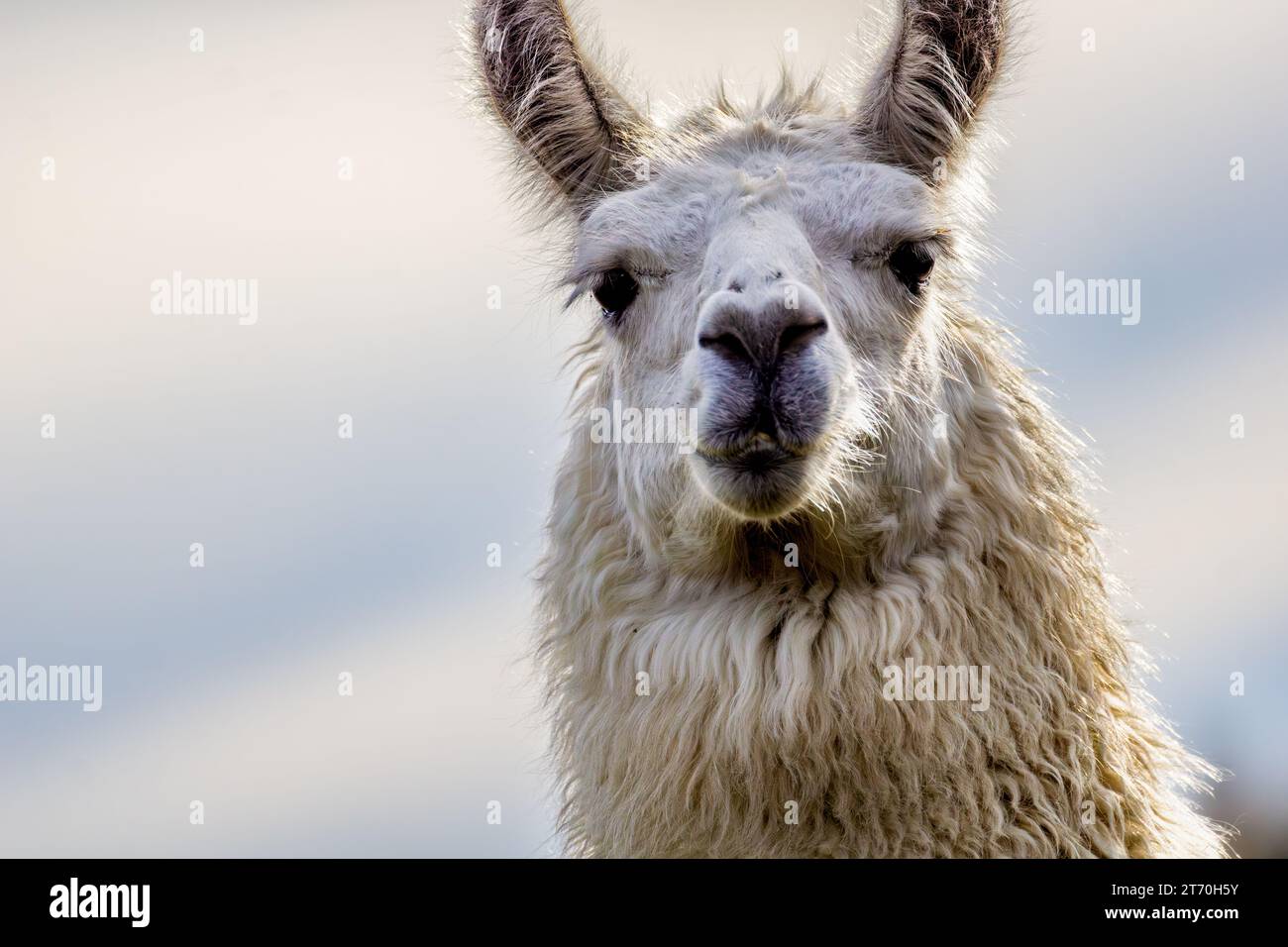 Portrait of a Graceful Alpaca Face with Expressive Eyes Stock Photo - Alamy