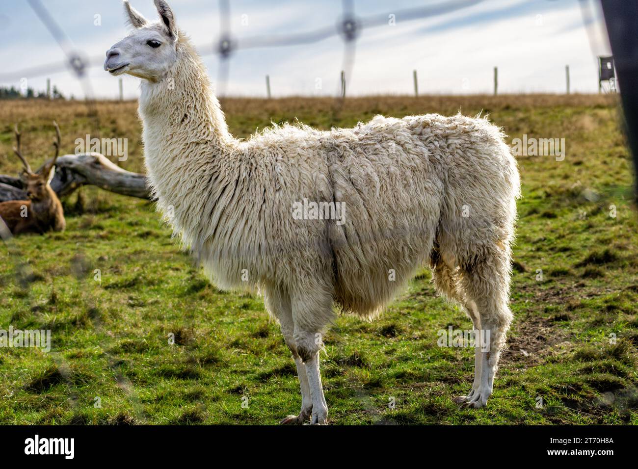 alpaca (Lama pacos) in the zoo side profile Stock Photo - Alamy
