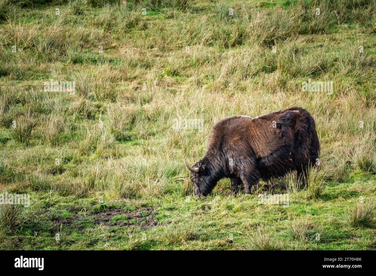 wild yak (Bos mutus) grazing on grass side profile background copy ...