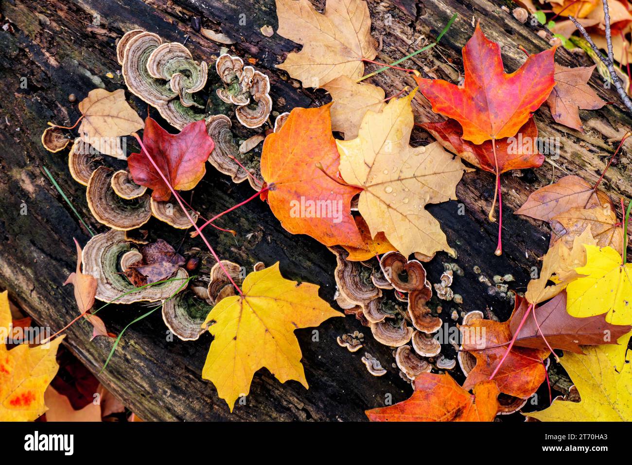 Colorful fallen autumn maple and turkey tail fungus on decomposing log ...