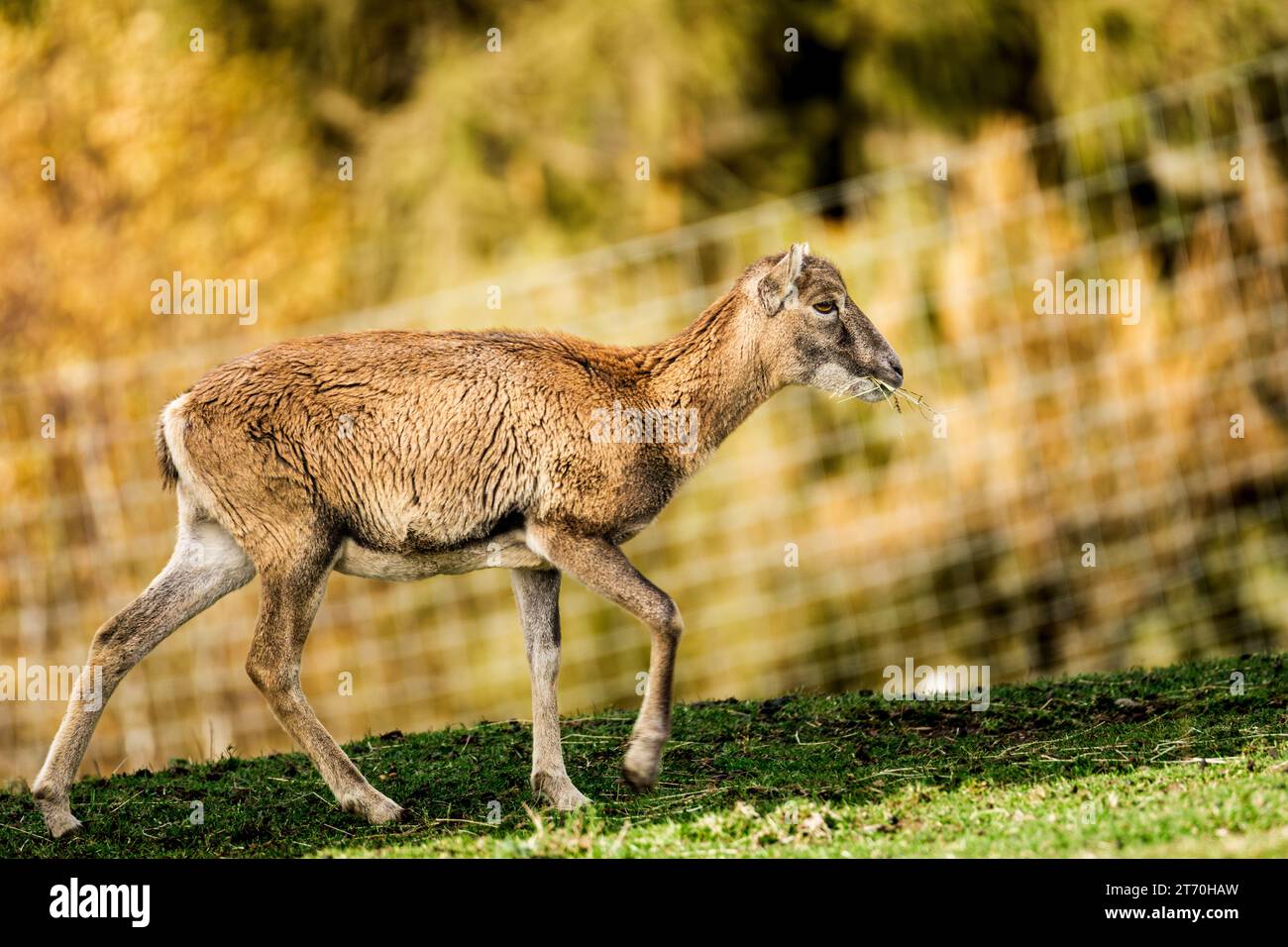 side profile of female european mouflon (Ovis aries musimon) in a park ...