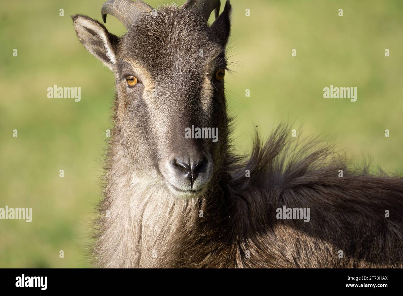 Close up himalayan tahr hi-res stock photography and images - Alamy