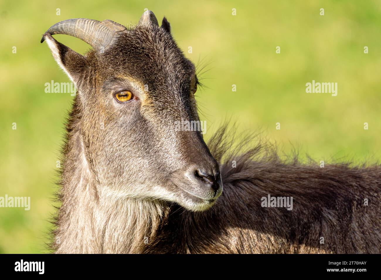 Close up on Himalayan tahr (Hemitragus jemlahicus) face Stock Photo - Alamy