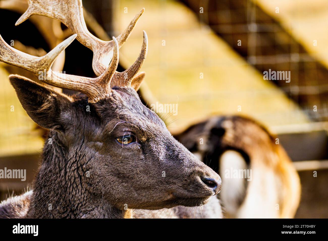 close up on European fallow deer (Dama dama) head with antlers in zoo ...