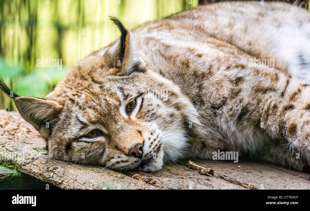 Lynx lying on wood lazily resting in zoo conservation park Stock Photo ...