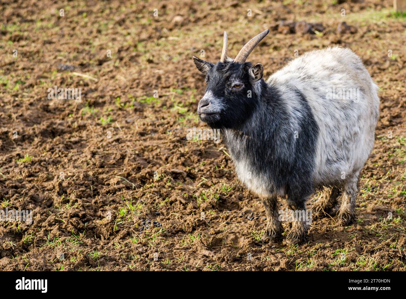 Beautiful goat close up in hi-res stock photography and images - Alamy