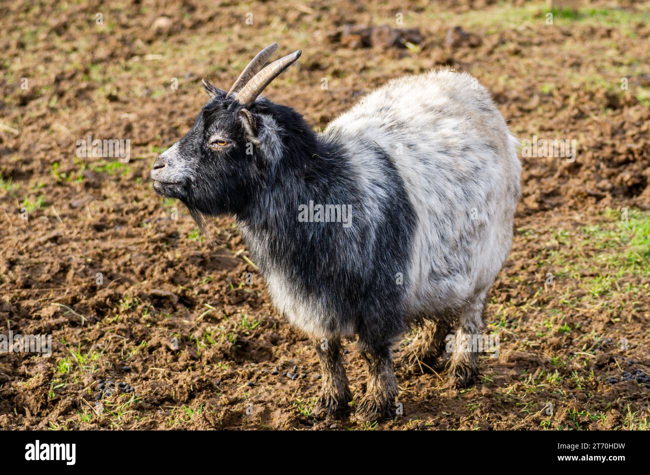 Beautiful Goat in the Pastures Stock Photo - Alamy