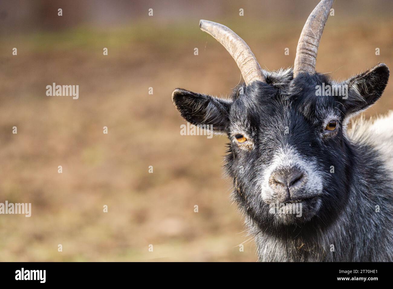 Portrait of a Beautiful Goat in the Pastures Stock Photo - Alamy