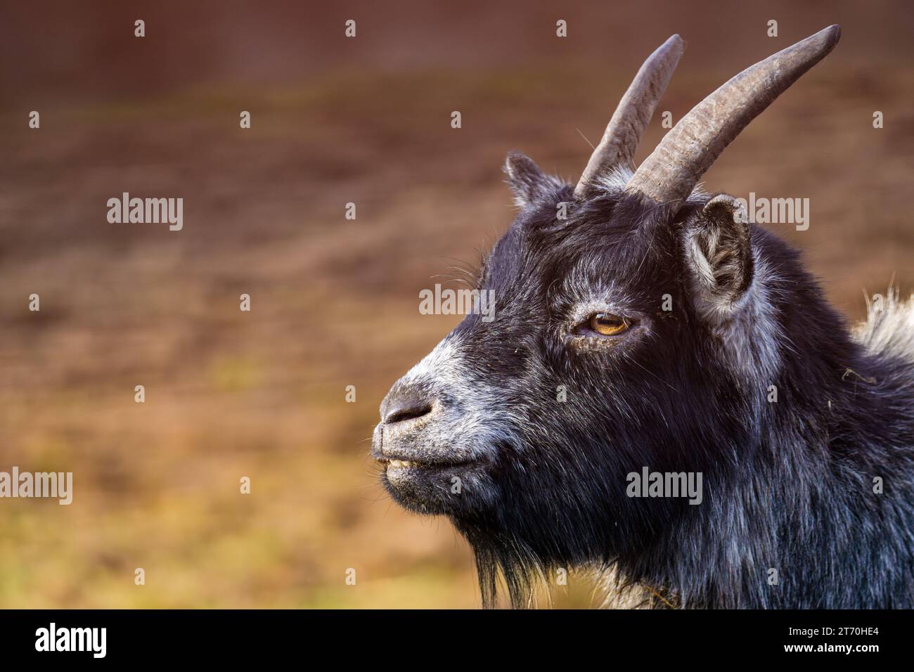 Portrait of a Beautiful Goat in the Pastures Stock Photo - Alamy