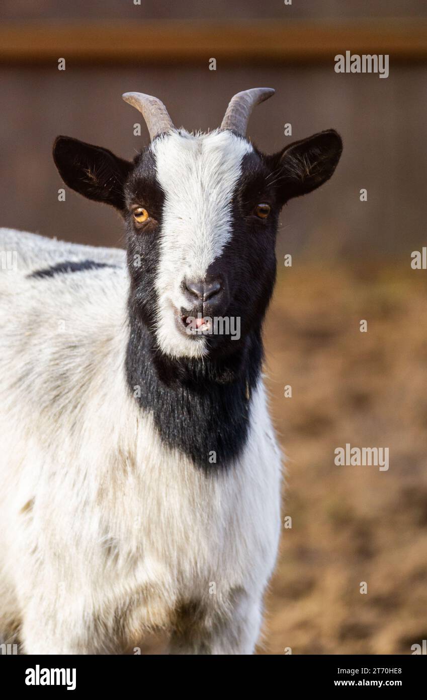 Portrait of a white and black derpy looking Goat in the Pastures Stock ...