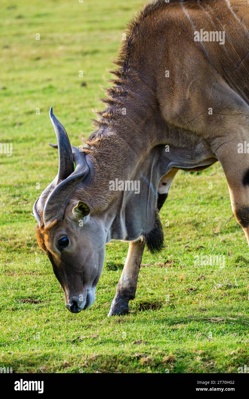 giant eland (Taurotragus derbianus) eating grass Stock Photo - Alamy