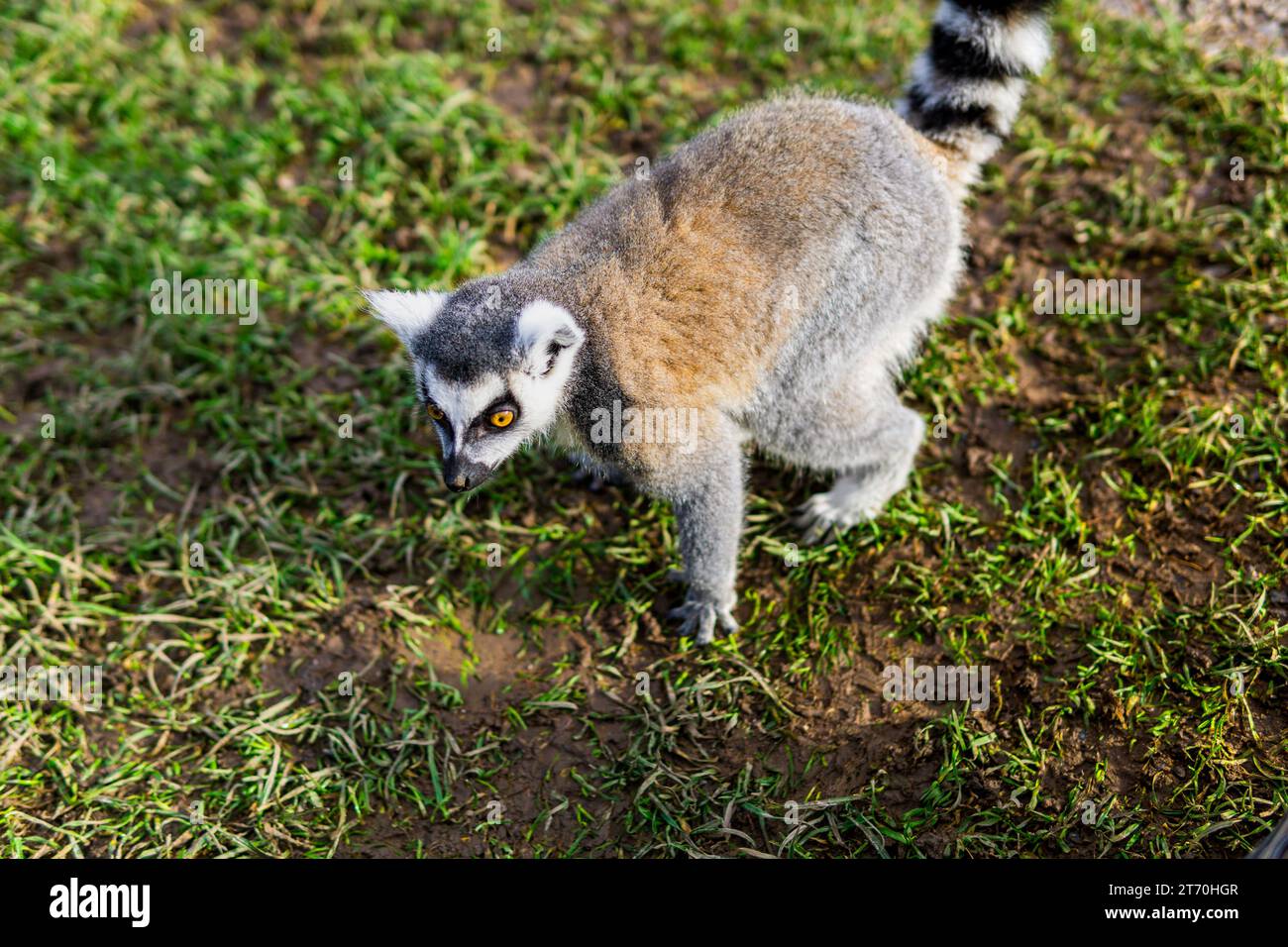 Lemur Catta Behavior Captured in a Zoo Setting Stock Photo - Alamy