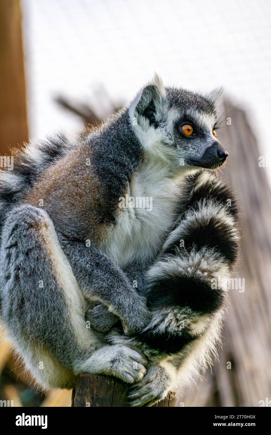 Lemur lemurs wild madagascar wildlife hi-res stock photography and ...