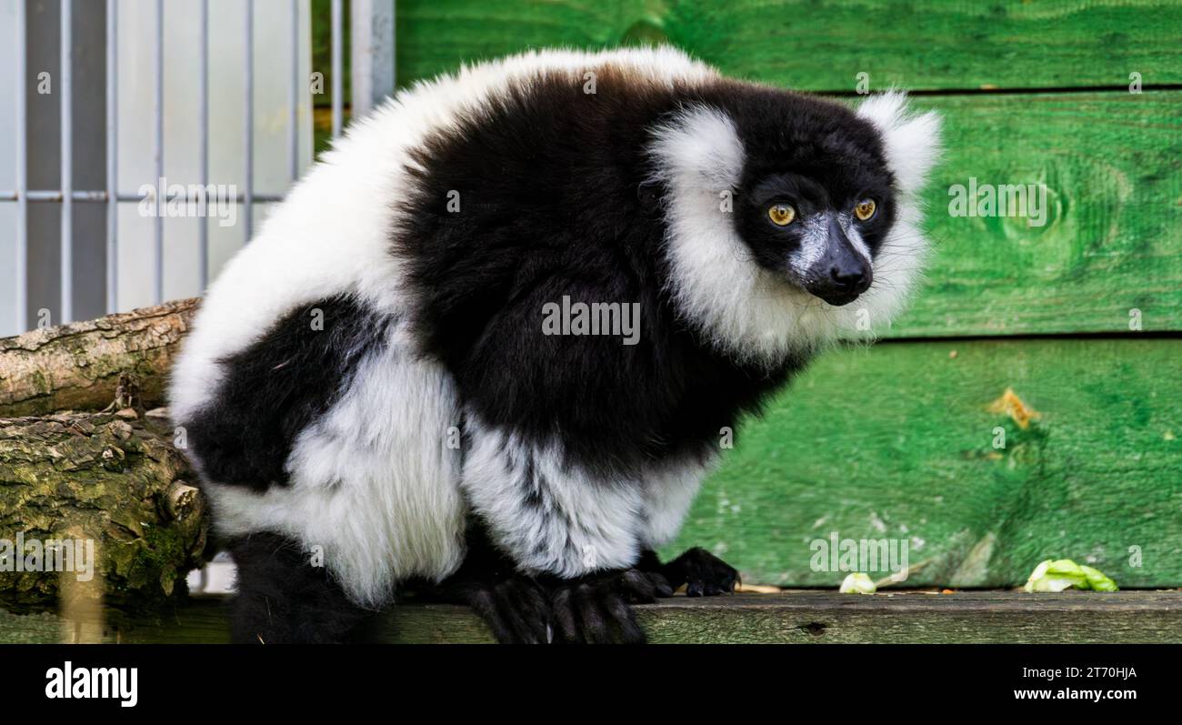 black-and-white ruffed lemur (Varecia variegata) in captivity Stock ...