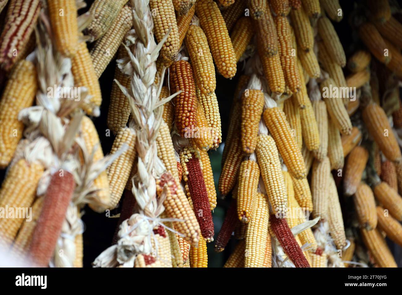 Dried corn cobs. Dried Corns hanging on rustic wall close up Stock Photo - Alamy