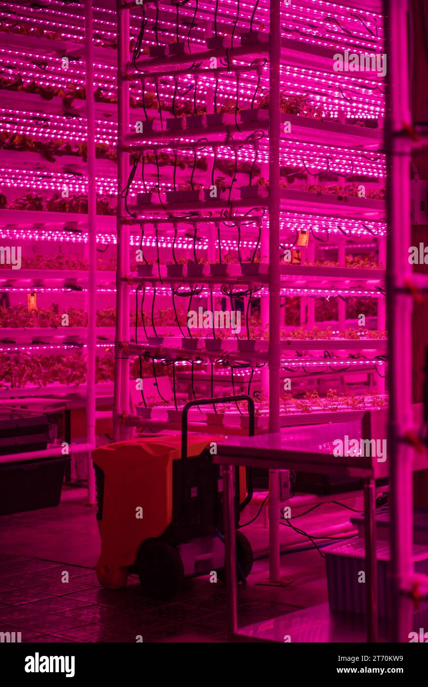 Indoor vertical grow racks full of greens. Hydroponic gardening and ...