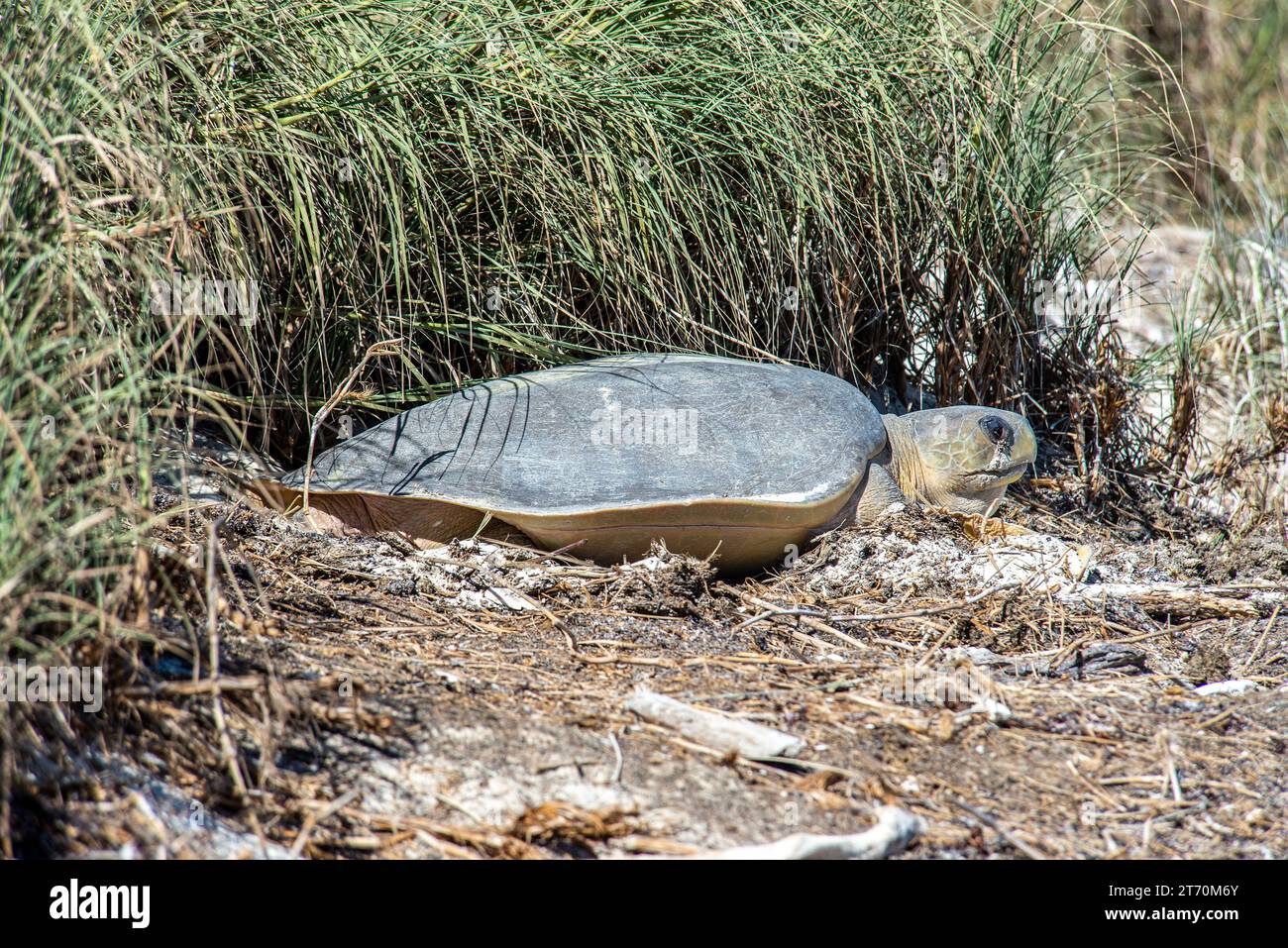 Natator depresses hi-res stock photography and images - Alamy
