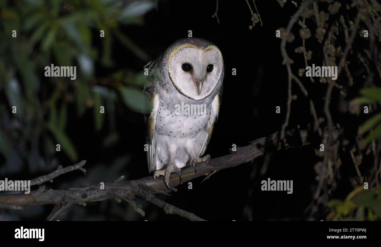Single bird Eastern Barn Owl Tyto alba perched on branch in moonlight ...