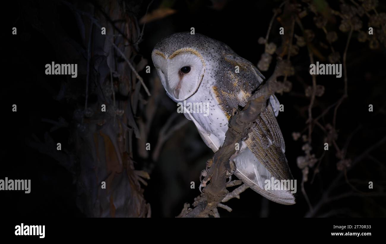 Single bird Eastern Barn Owl Tyto alba perched on branch in moonlight ...