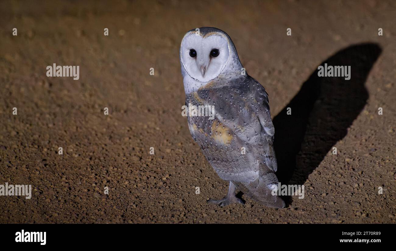 Barn owl tyto alba road hi-res stock photography and images - Alamy
