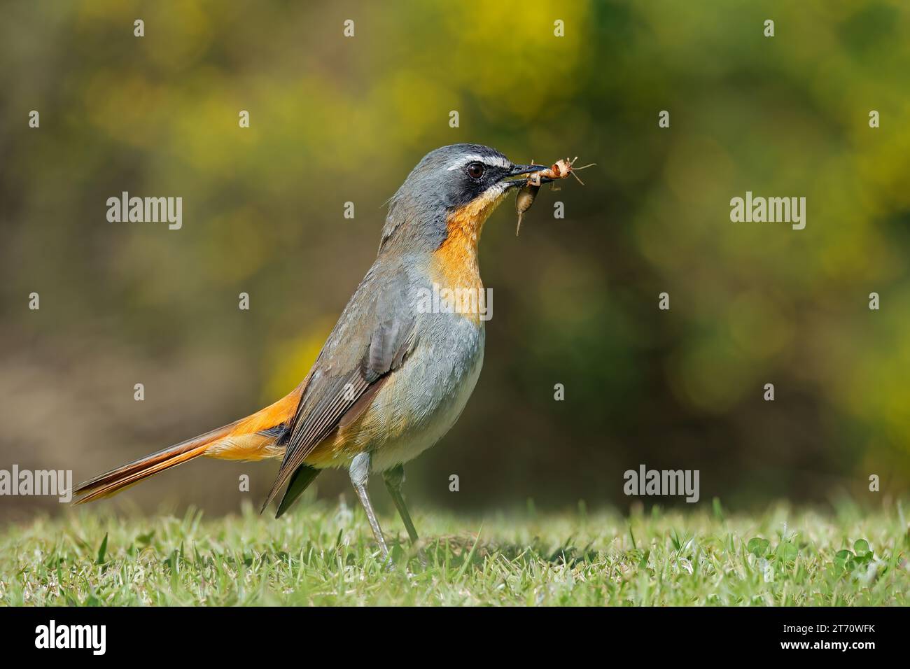 A colorful Cape robin-chat (Cossypha caffra) perched on the ground ...