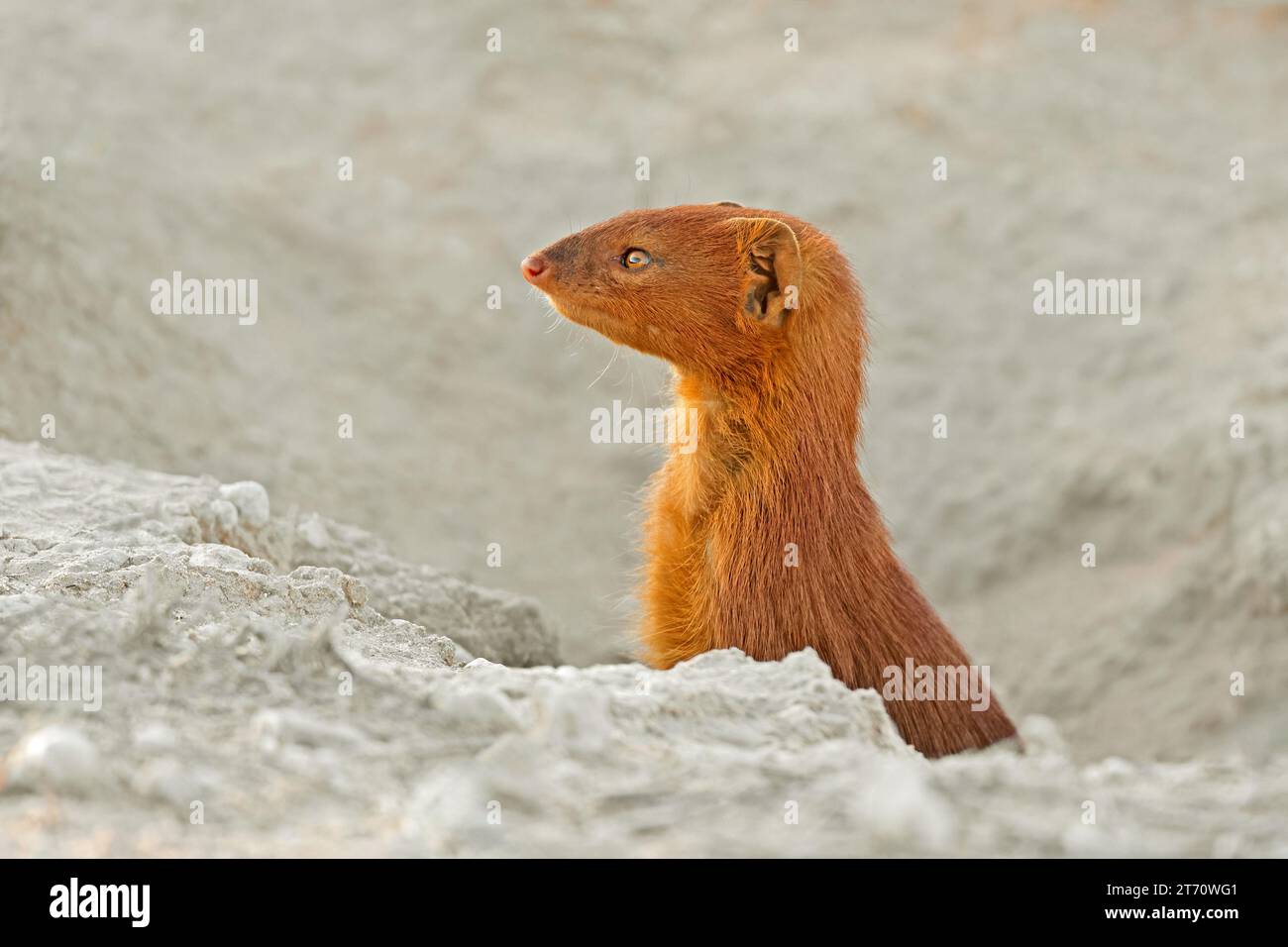 An alert slender mongoose (Galerella sanguinea) emerging from den ...