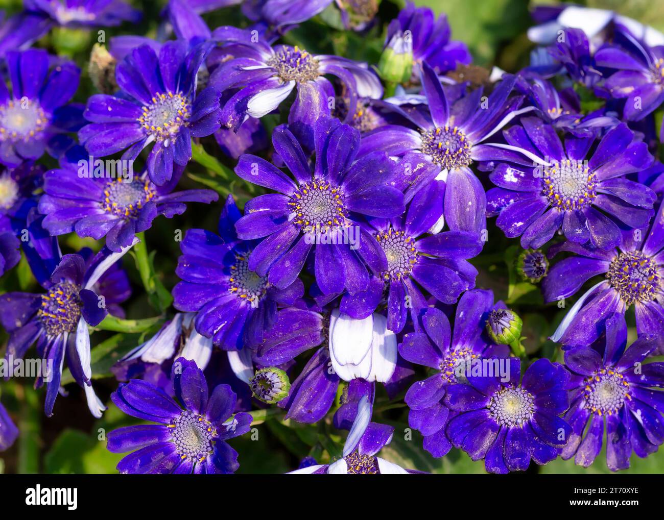 Purple daisy flower blue hi-res stock photography and images - Alamy