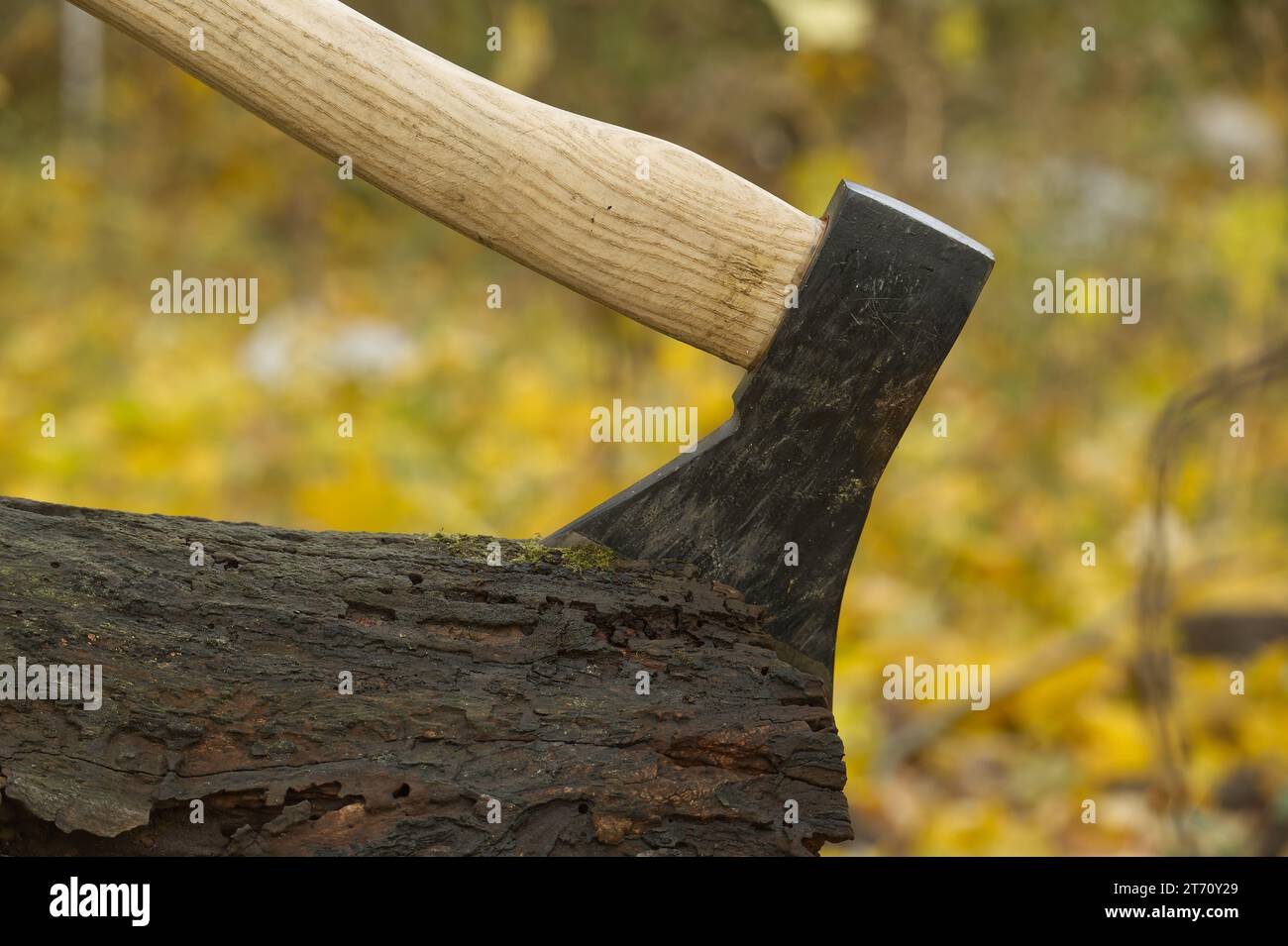 Axe embedded halfway into a tree log, background shows a yellow forest ...