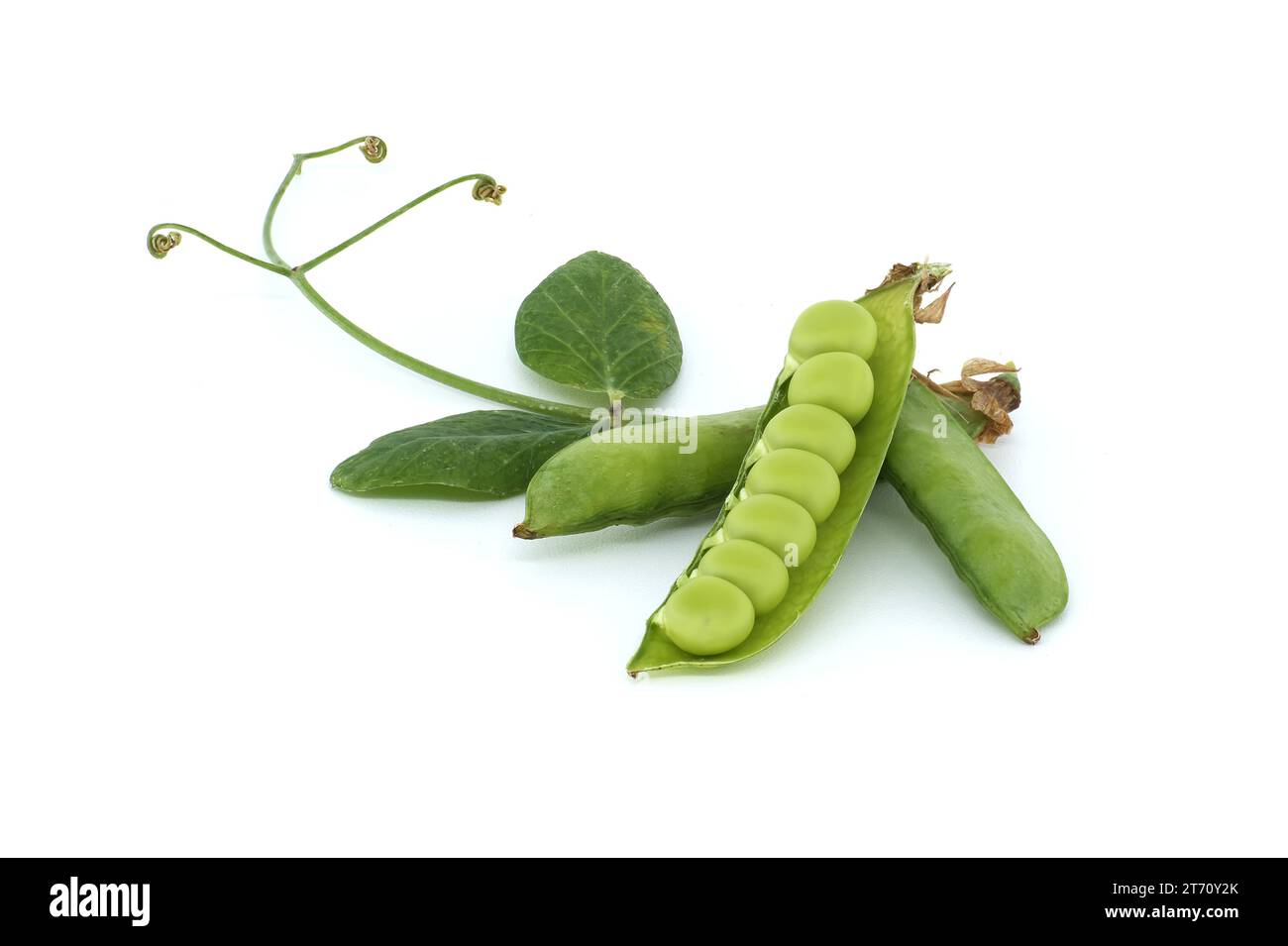 Open pea pod and round green peas inside, green leaf with a pointed tip ...