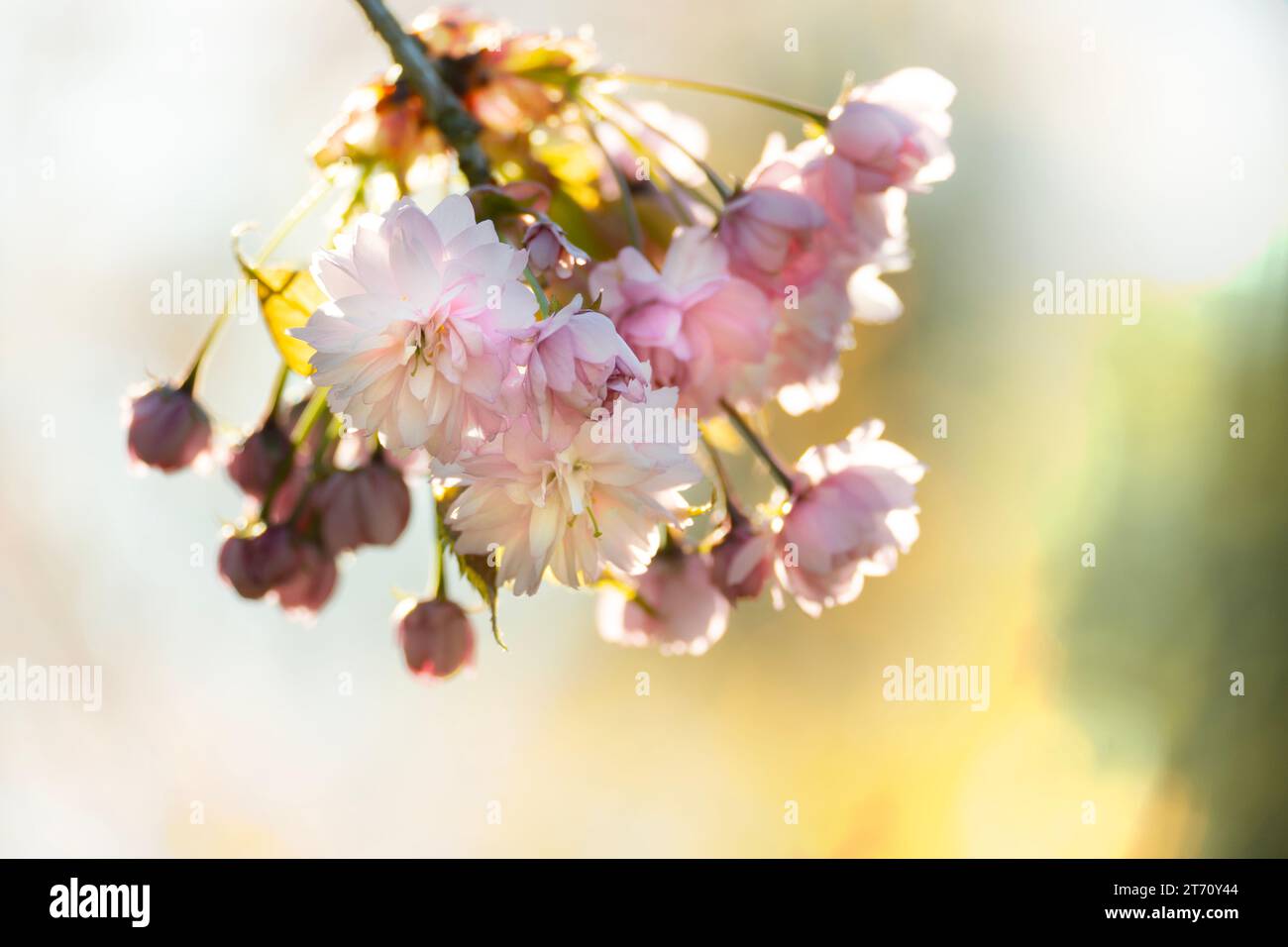 Beautiful nature scene with blooming sakura tree and sun flare. Sunny ...