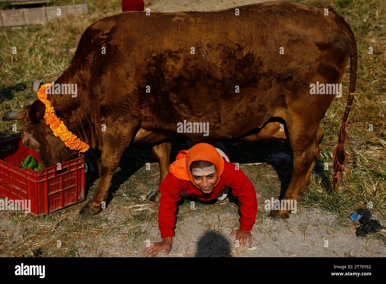 Kathmandu, Nepal. 13th Nov, 2023. A priest crawls underneath to worship ...