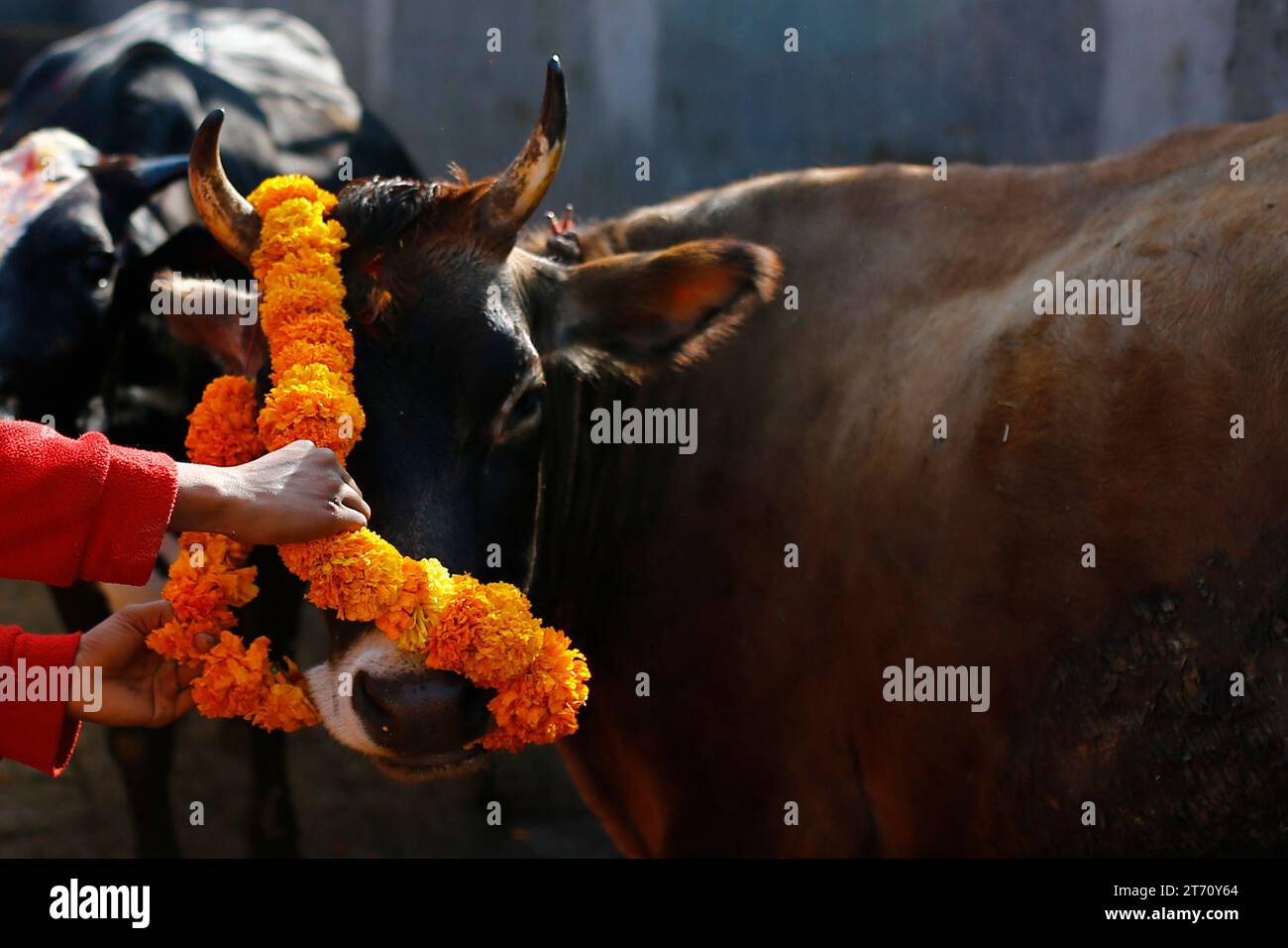 Kathmandu, Nepal. 13th Nov, 2023. Priests worship a cow on Gai Tihar ...