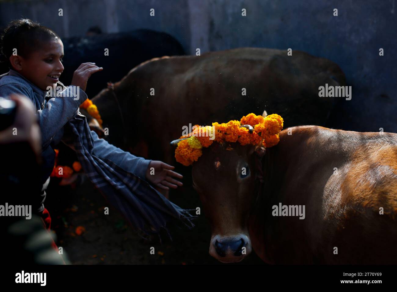 Kathmandu, Nepal. 13th Nov, 2023. Priests worship a cow on Gai Tihar ...