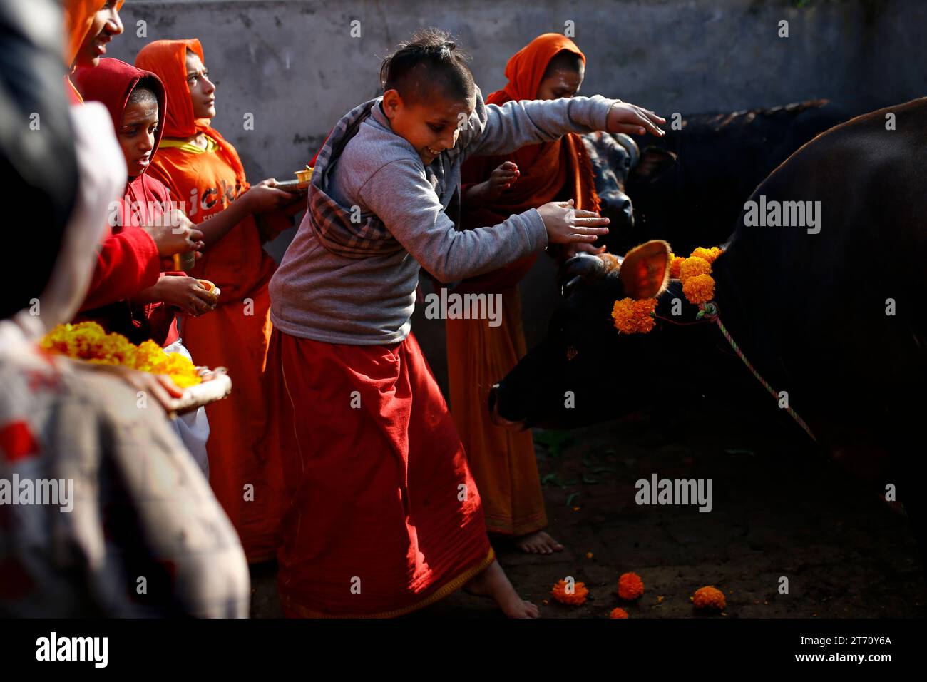 Kathmandu, Nepal. 13th Nov, 2023. Priests worship a cow on Gai Tihar ...