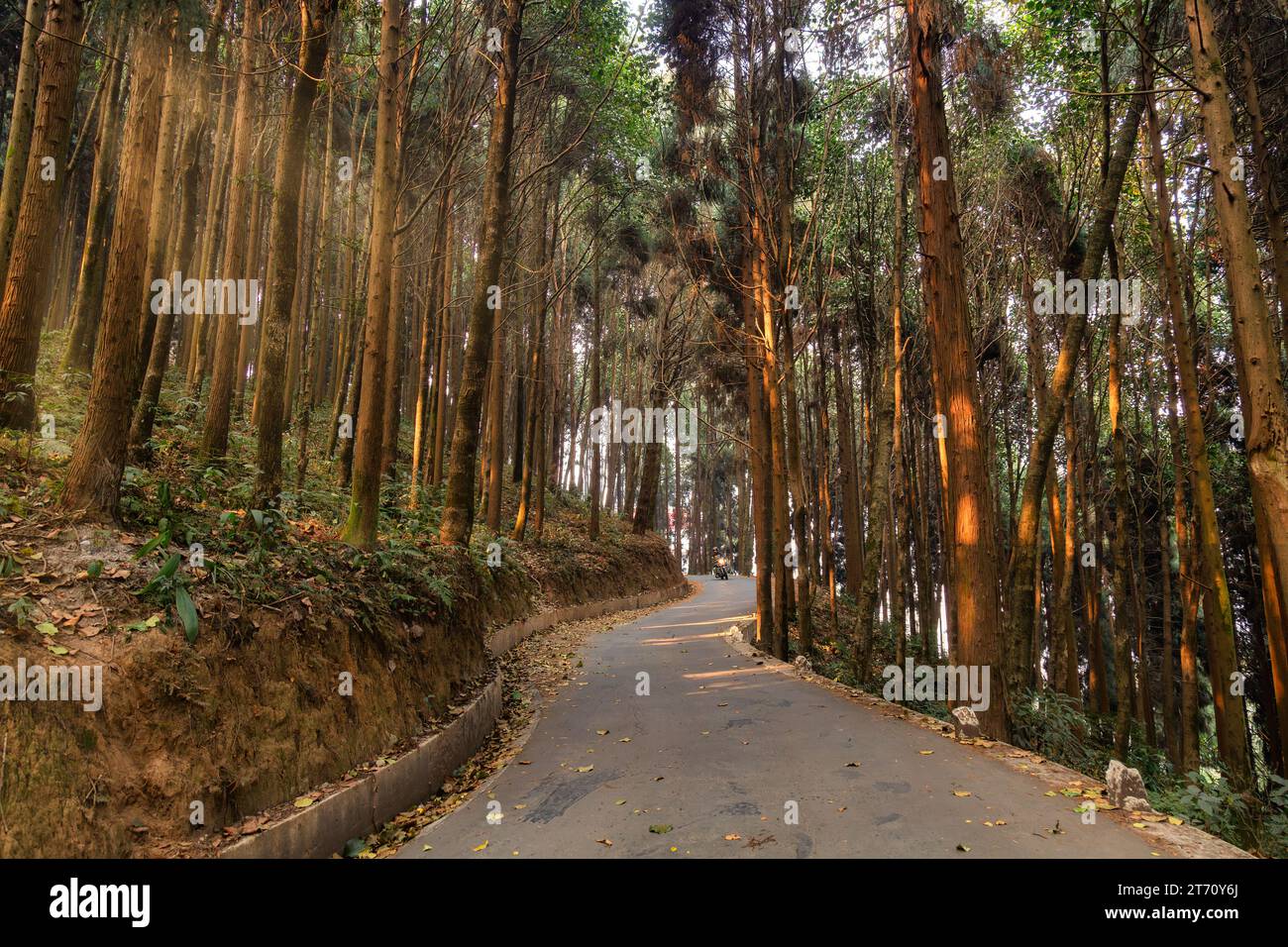 Mountain road passing through dense forest with morning sunlight coming ...
