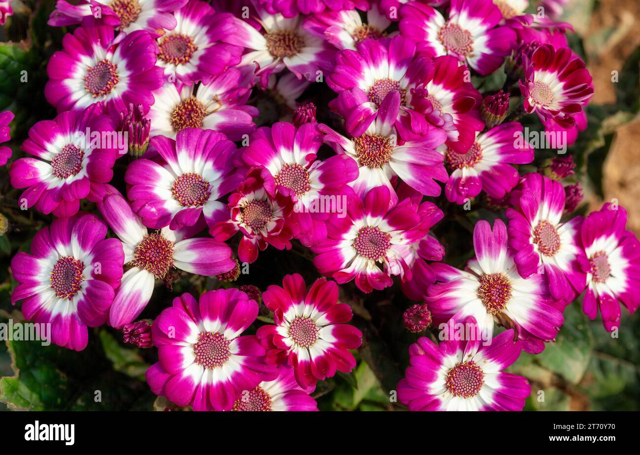 Clusters of elegant flowers hi-res stock photography and images - Alamy