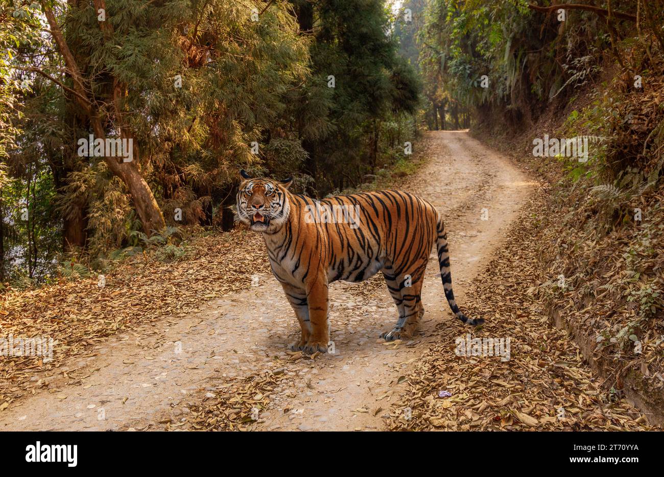 Bengal tigers spotted on a jungle safari in a forest reserve at ...