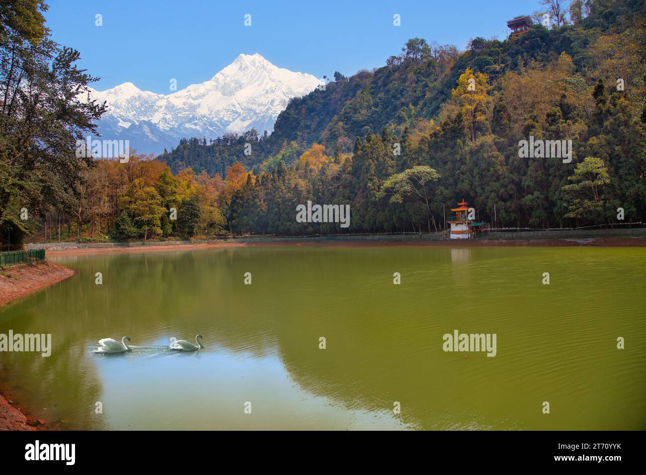 Sikkim india forest hi-res stock photography and images - Alamy