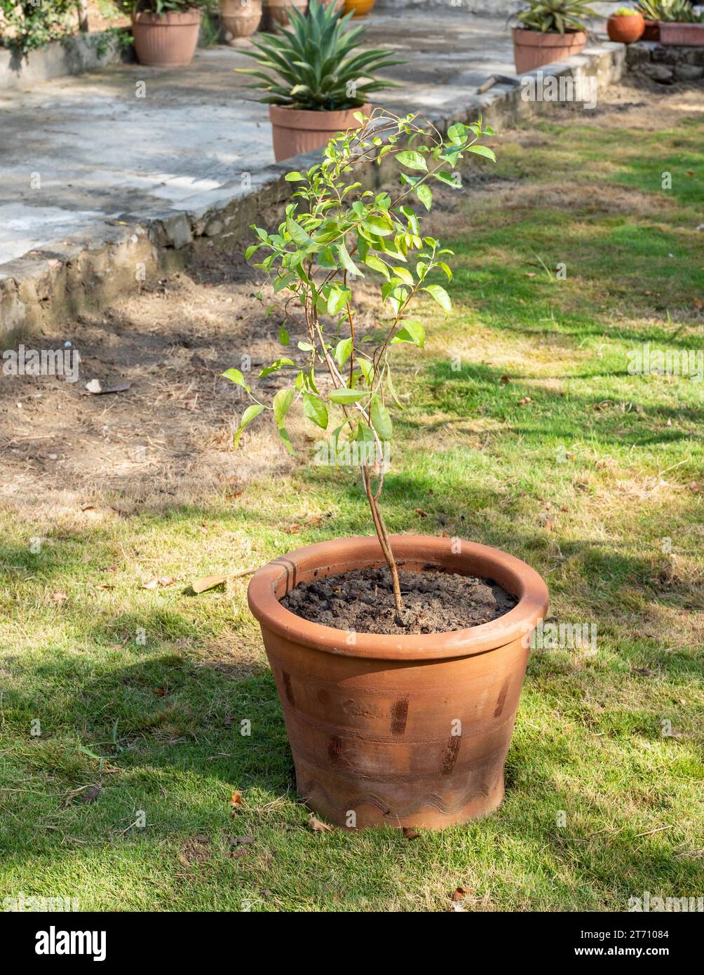 Henna plant hi-res stock photography and images - Alamy