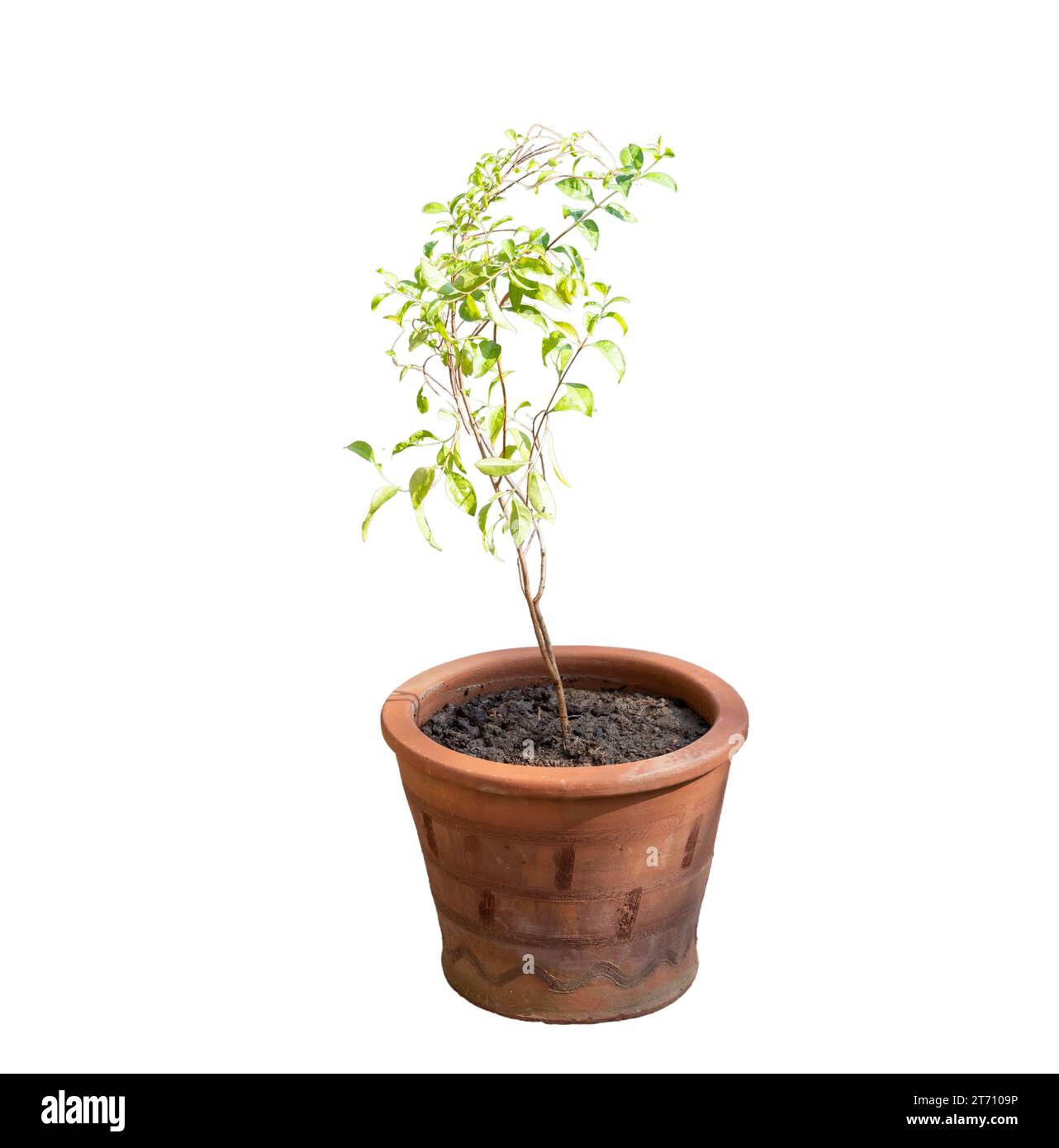 Lawsonia inermis mehandi potted plant isolated on white background ...