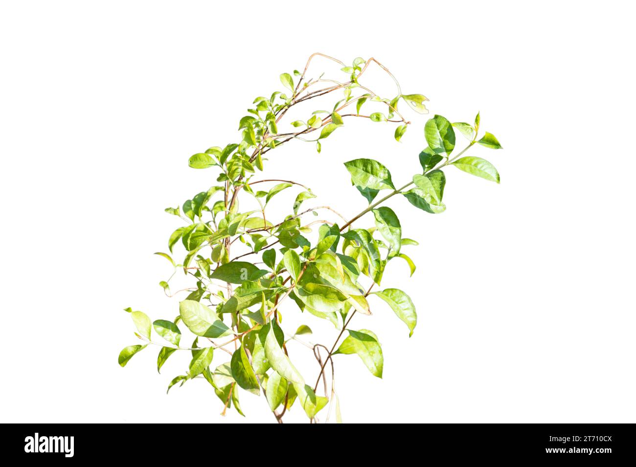 Mehandi hina plant isolated on white background Stock Photo - Alamy