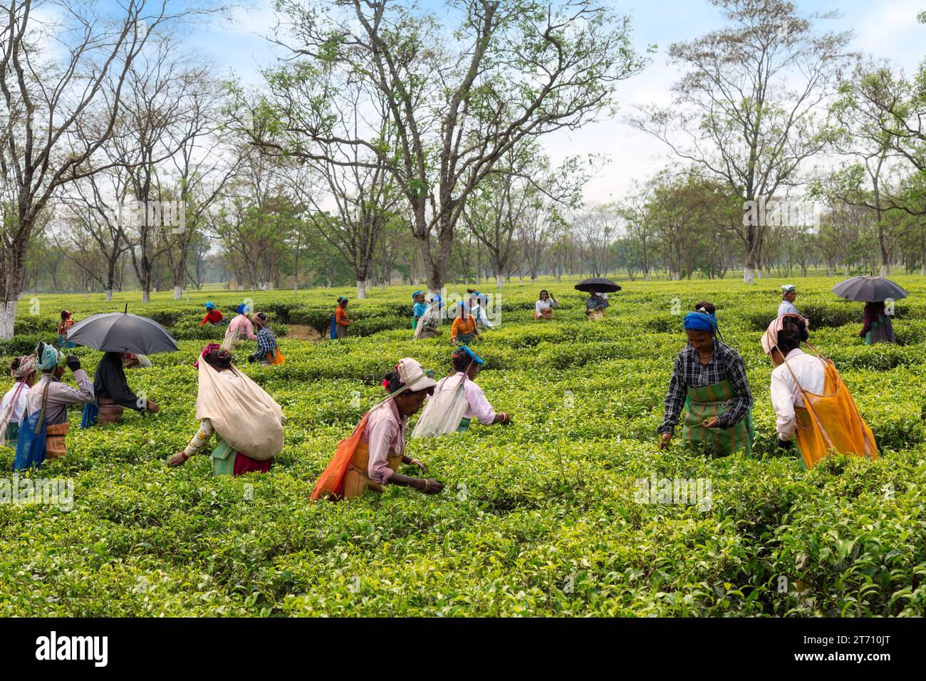 Women workers working in a tea plantation busy plucking tea leaves at ...